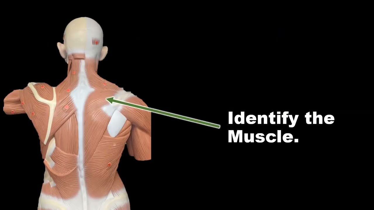 MSJC Muscle Practical Exam VIRTUAL FLASH CARDS Virtual Practical Exam Quiz