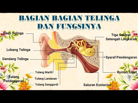 Bagian Bagian Telinga dan Fungsinya