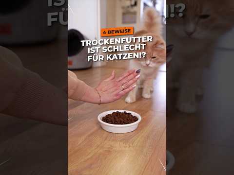 DESHALB ist Trockenfutter schlecht für Katzen!? 4 Gründe, warum du umsteigen solltest! #katzenwissen