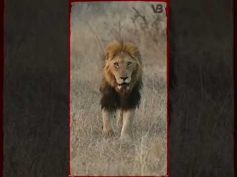 All Animals in Zoos Aren’t Happy