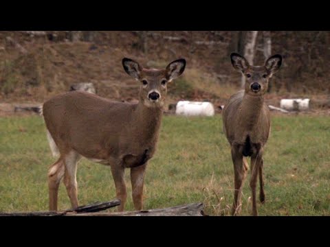 MN DNR Requiring Non-Toxic Ammo for State Park Special Deer Hunts