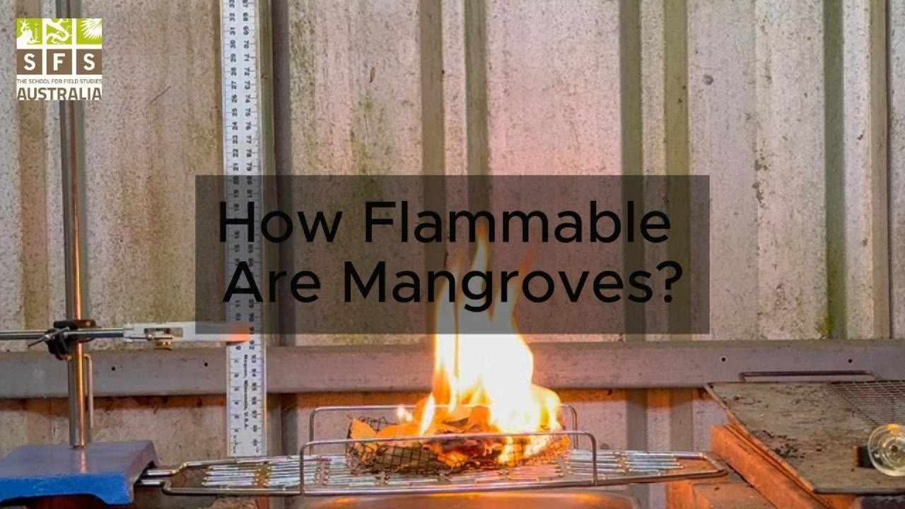 How Flammable are Mangroves?