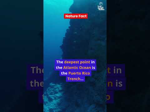 Puerto Rico Trench - Earth's Deepest Secrets | Nature Facts | The Insight Station #shorts