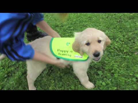 Sponsor a Puppy - Irish Guide Dogs for the Blind - GlobalGiving