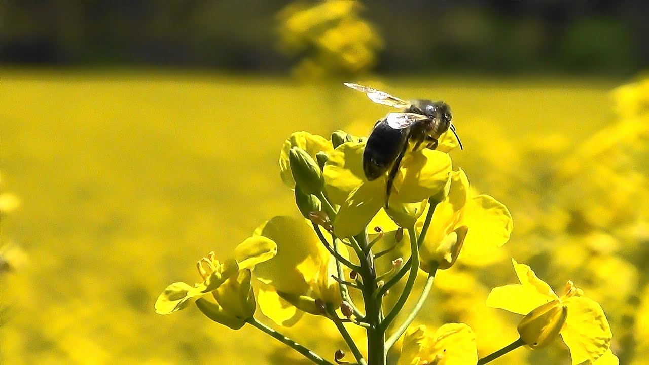 Rapeseed - Colza