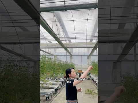 🌱 BAOLIDA's Intelligent Tomato Greenhouse – A New Era in Agriculture! 🌱