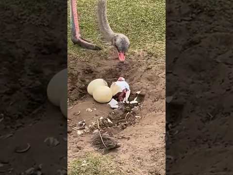 Ostrich Hatching Egg.. π±π¨ #shorts #ostrich #egg #youtubeshorts #hatching