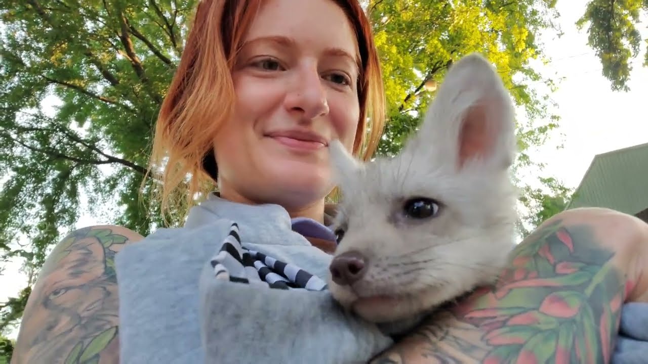 Introducing each fox at SAVEAFOX