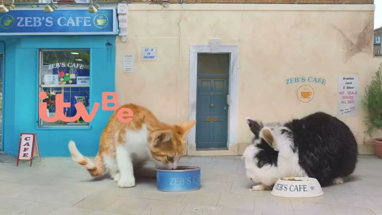 ITVBe - Ident - Café (Animals)