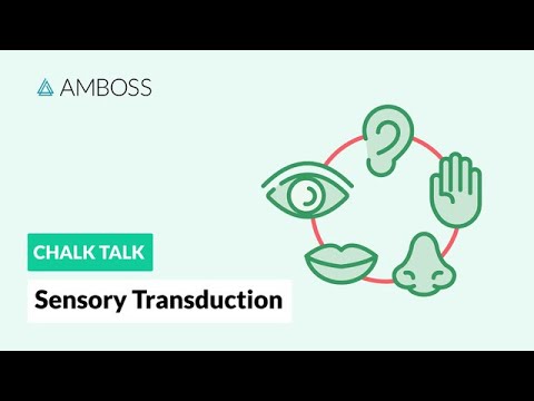 Sensory Transduction: How Our Senses Work