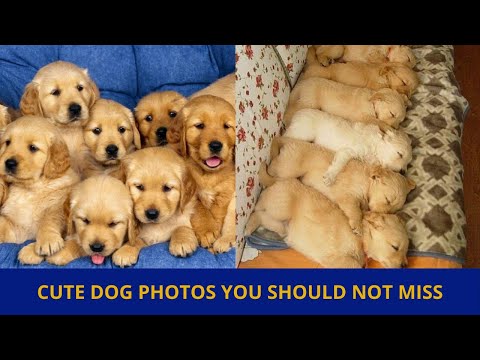 Cute dog photos | Cute puppies images | Dog photos dog pictures | Small dogs playing together | P44