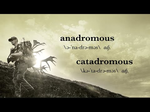 MeatEater Glossary: Anadromous and Catadromous
