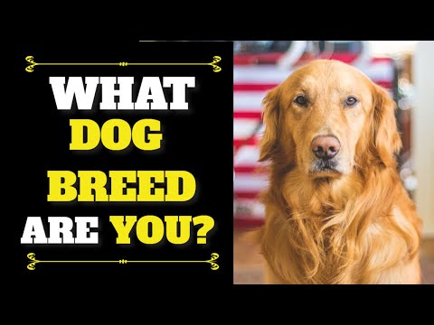 What Dog Breed Are You? (Personality Test)
