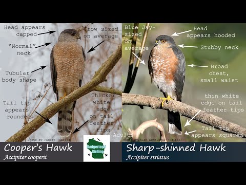 ID Tips: Cooper's Hawk vs. Sharp-shinned Hawk