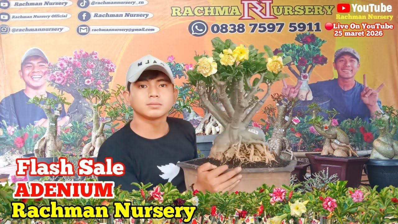 🔴 Live Flash Sale Adenium Bunga Tumpuk Dan Karakter (25 Maret 2026)#rachmannursery #adenium