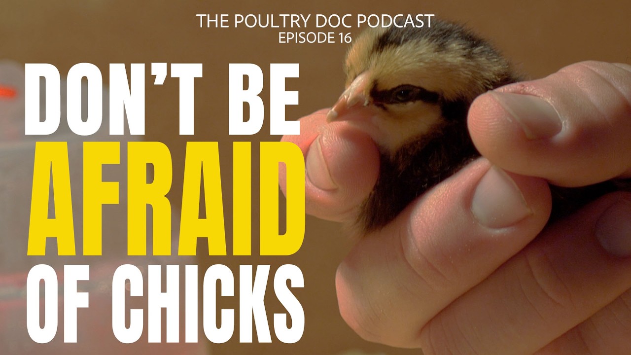 Poultry Vet Dr. Blayne Shows How Simple it is to Start a New Flock