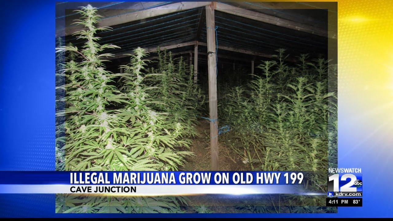 Police shut down illegal grow site in Cave Junction