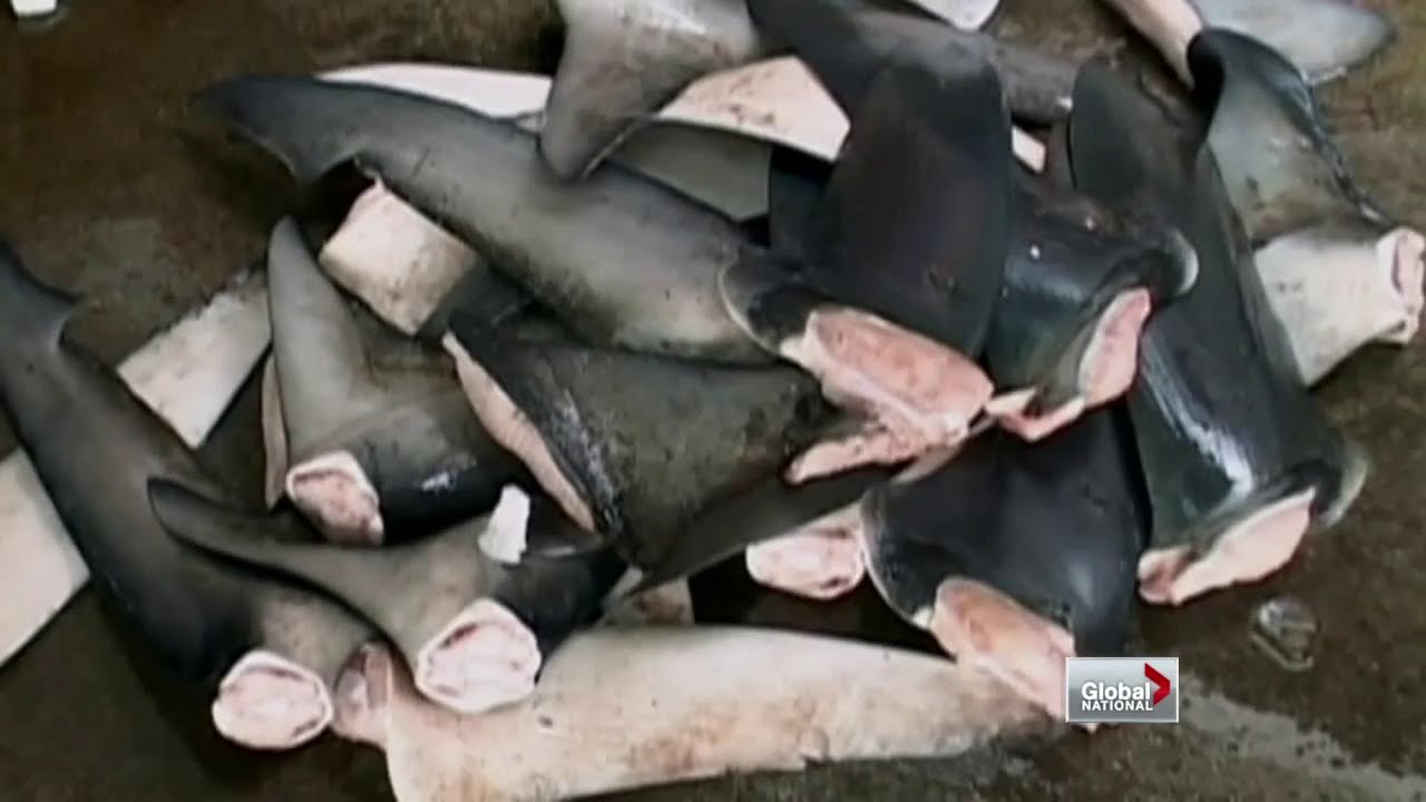 Endangered sharks win protection