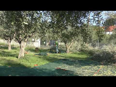 The process of harvesting the olives of Kalamata , that make world's best virgin olive oil.