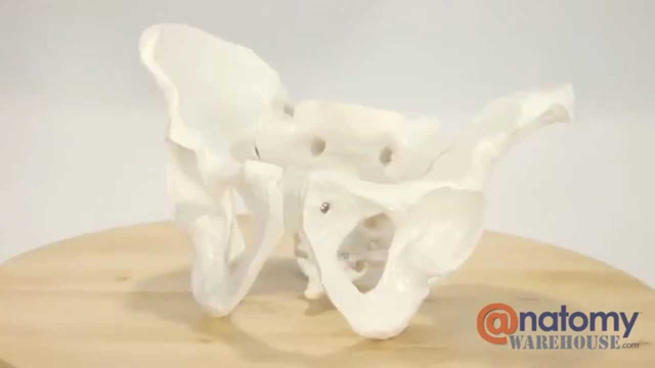 Axis Scientific Male Skeletal Pelvis by AnatomyWarehouse.com