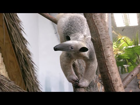 Tamandua | Paws for a Minute