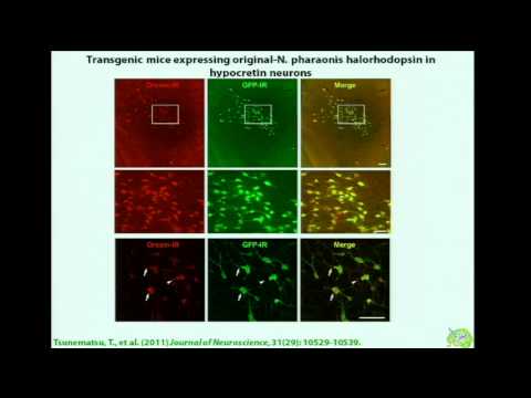 Optogenetics for Analyzing and Engineering Neural Circuits | franzcalvo