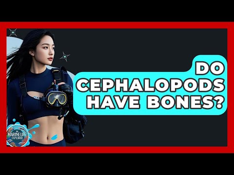 Do Cephalopods Have Bones? - The Marine Life Explorer