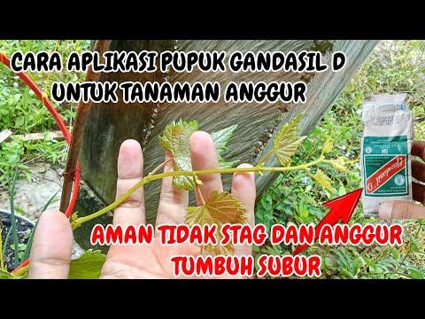 CARA APLIKASI GANDASIL D UNTUK TANAMAN ANGGUR YANG AMAN TIDAK OPERDOSES