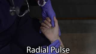 NREMT Skillset/Radial Pulse Palpation/es