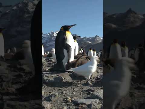 Gold Harbour, South Georgia. The empire of the King Penguin. 🐧