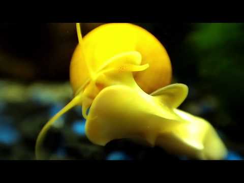 O mică colecție de video-uri – Melci De Acvariu Apă Dulce