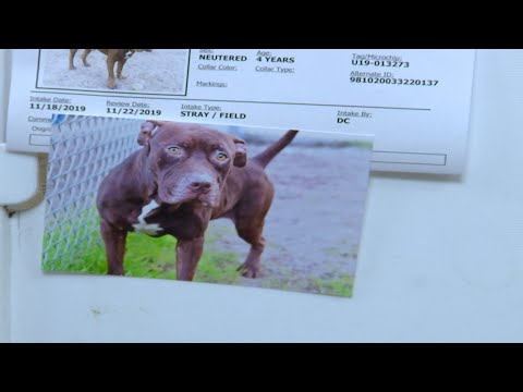 Florida Considers State Pet