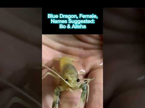 Crayfish name suggestions, add more!