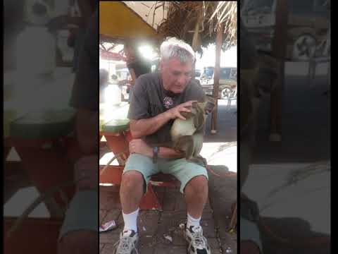 Monkeying Around in St Kitts part 3 #shorts #monkeys #port #stkitts #cruise