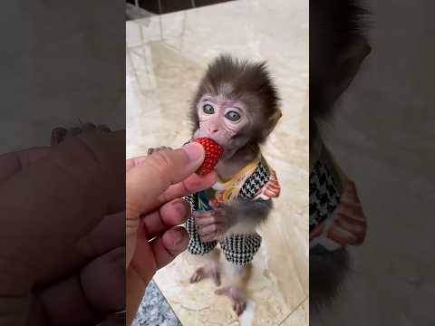 O MACACO COMEU MEU MORANGO 🍓 🤣🤣