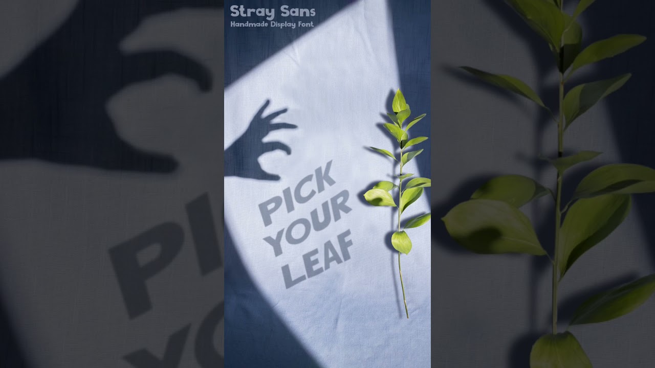 Stray Sans Font - Animation