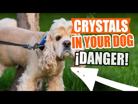 CRYSTALS in your DOG'S URINE: 🐶💀Causes, Types and What to Do