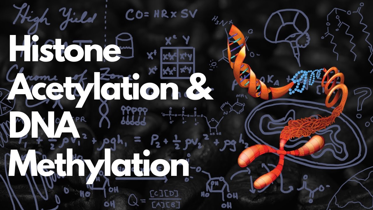 Histone Acetylation & DNA Methylation + Practice Problem | MCAT