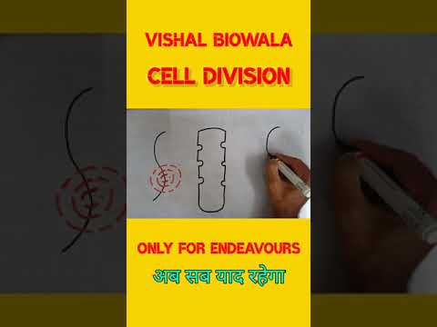 Cell division|Condensation of Chromatin fibres| #shorts