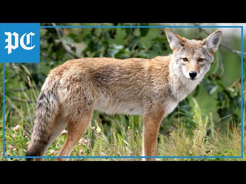 What should you do if you come across a coyote?