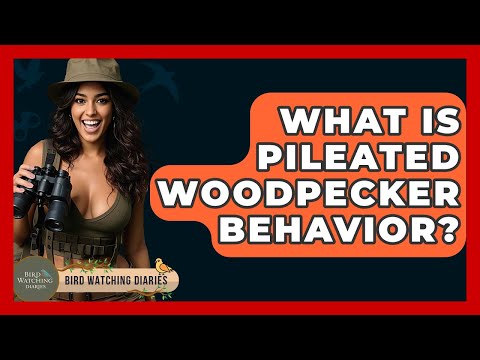 What Is Pileated Woodpecker Behavior? - Bird Watching Diaries