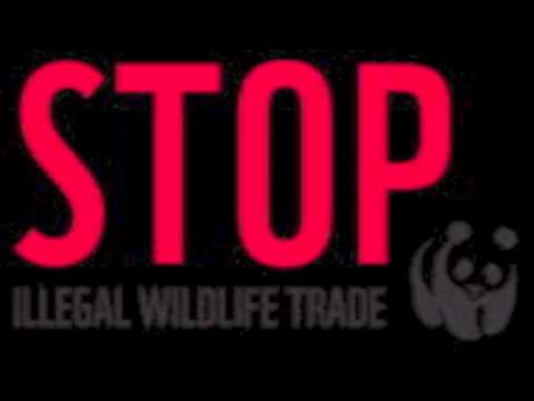 Stop Fur Trade Soundscape | Joash Mathew