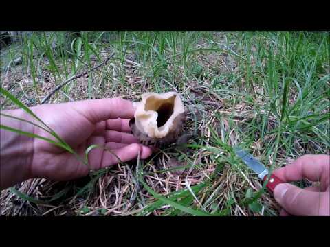 Colorado mushroom hunting: foraging black morels in Colorado