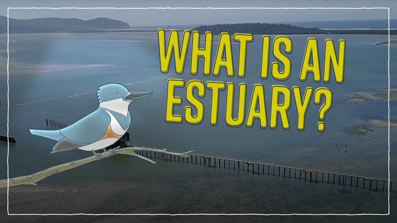 What is an Estuary?