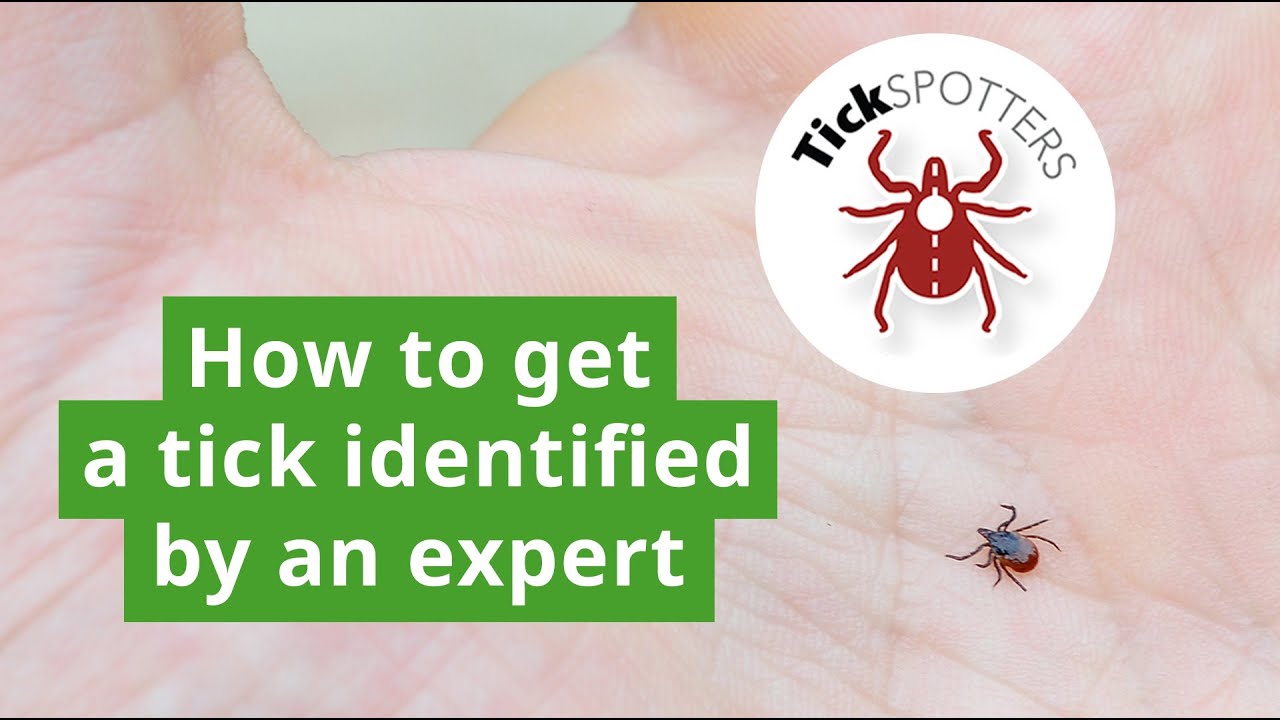 Tick Identification: The Best Thing You Can do After Finding a Tick