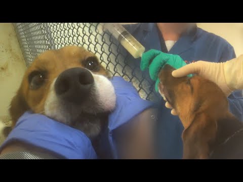 Lab set to kill 80 dogs. Release them!