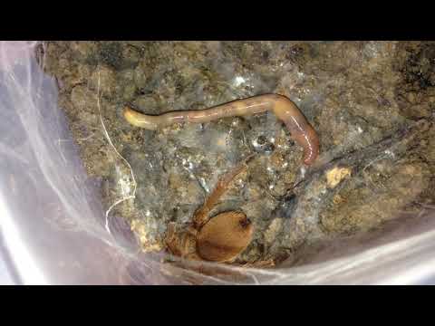 The Pros And Cons Of Feeding Your Tarantula Earthworms – Cute Monster Care