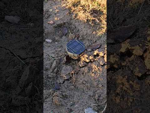 Unfazed Underground: Sonic Mole Repeller Fails the Test! #garden #mole #pest #FAIL