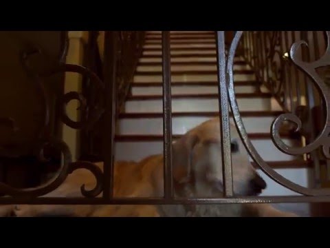 Wag! The Dog Walking App
