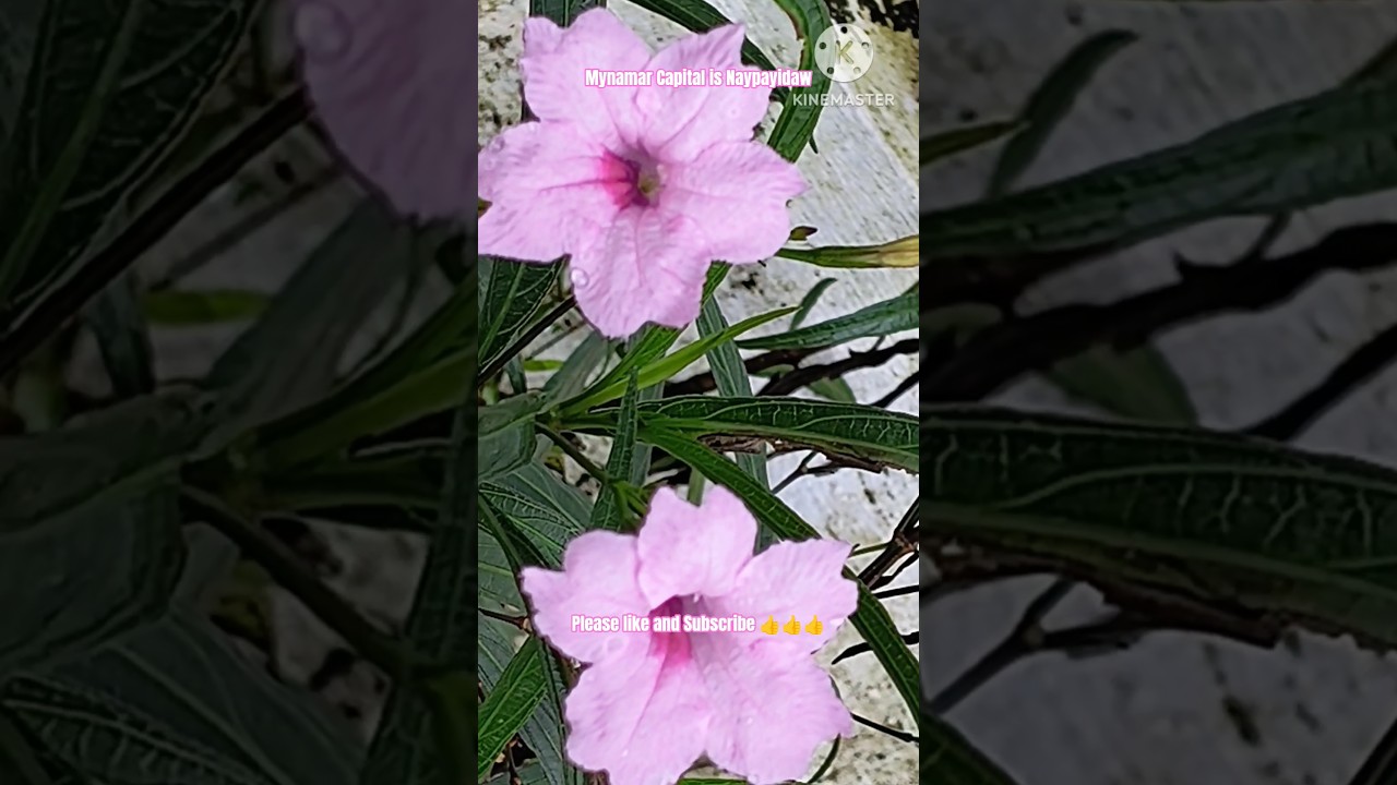 Pink Mexican Petunia #nature #shorts #yt shorts #trending #mexican petunia #flowers